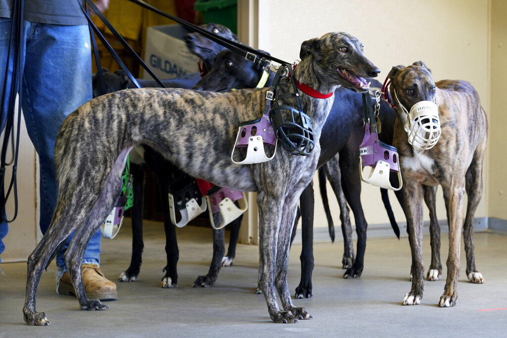 Mon. 8:50 a.m.: Greyhound racing nearing its end in the US after long ...